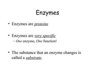 AN Enzymes-pp CSEC BIOLOGY NOTES(1).pptx