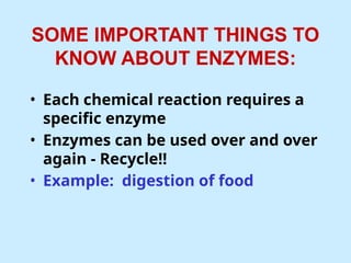 AN Enzymes-pp CSEC BIOLOGY NOTES(1).pptx