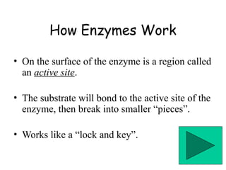 AN Enzymes-pp CSEC BIOLOGY NOTES(1).pptx