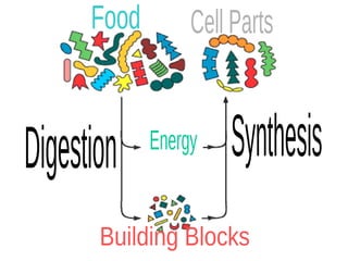 AN Enzymes-pp CSEC BIOLOGY NOTES(1).pptx