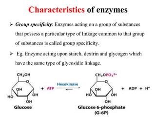 Enzymes properties, nomenclature and classification | PPTX