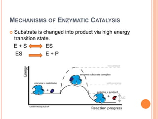 Enzymes use of exogeneous enzymes | PPTX
