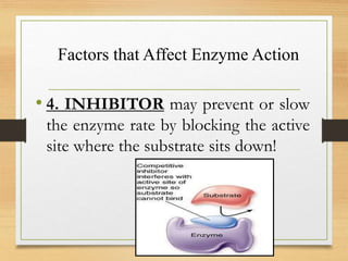 ENZYMES - WEEK 1.ppt | Chemistry | Science