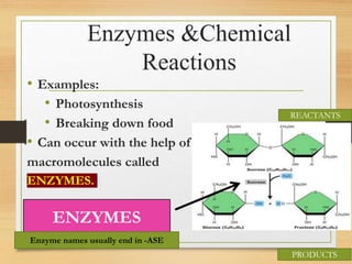 ENZYMES - WEEK 1.ppt | Chemistry | Science