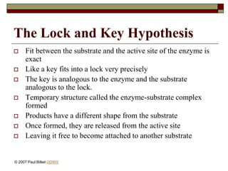 enzymes 1.ppt