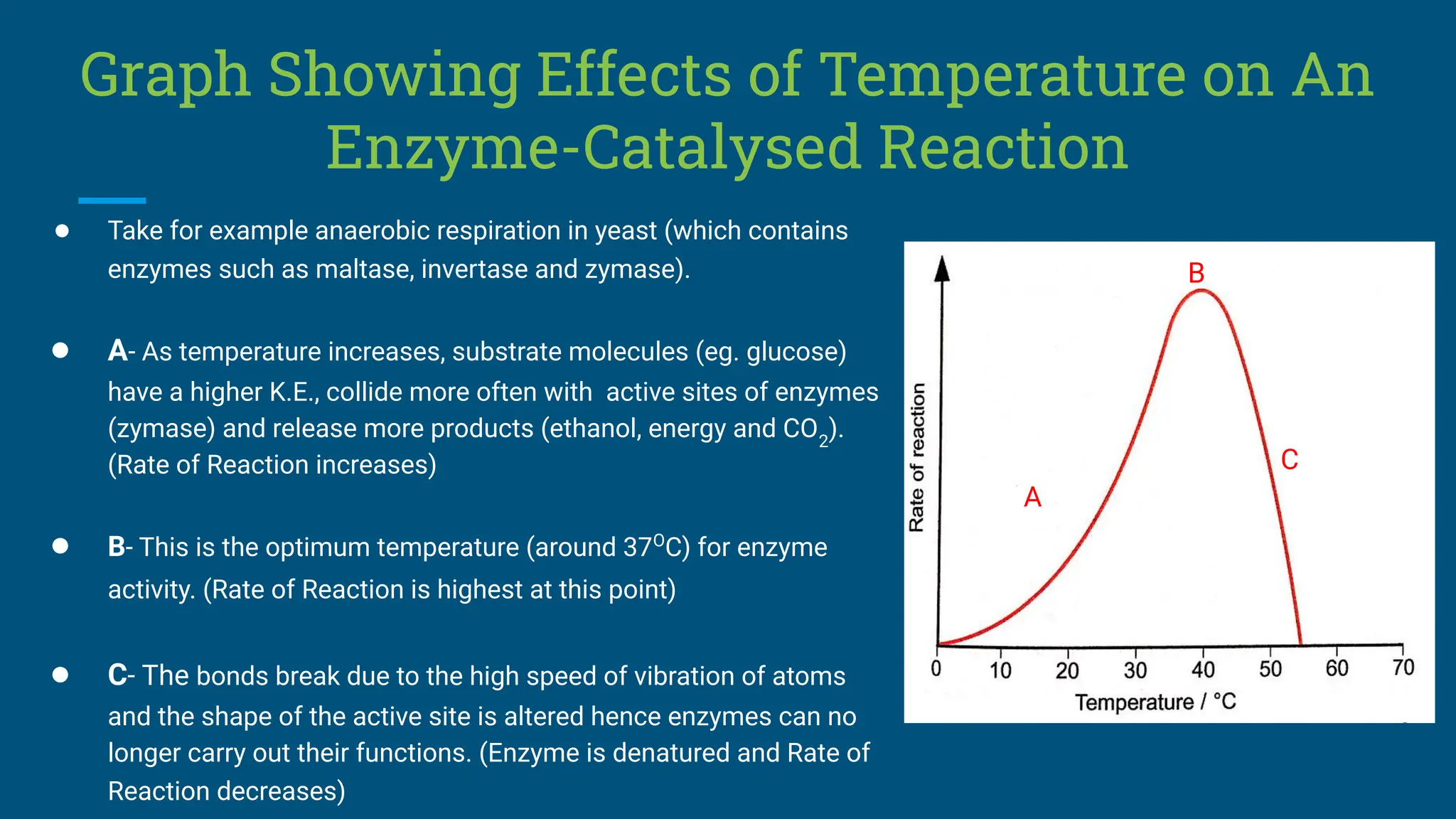 BIOLOGY ENZYME PRESENTATION INCLUDING GRAPHS | PDF