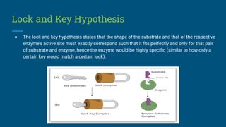 BIOLOGY ENZYME PRESENTATION INCLUDING GRAPHS | PDF