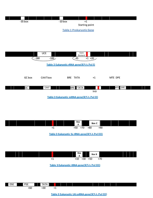 Enzymes In Transcription, Translation and Replication | DOCX | Genetics | Science