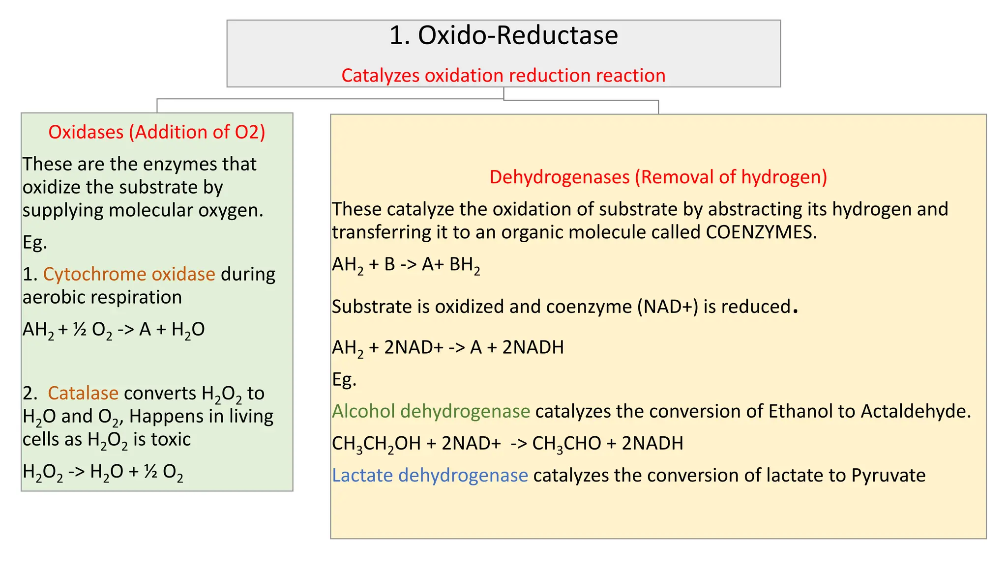 ENZYMES classification,characterstics,silent features | PDF