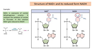 ENZYMES classification,characterstics,silent features | PDF