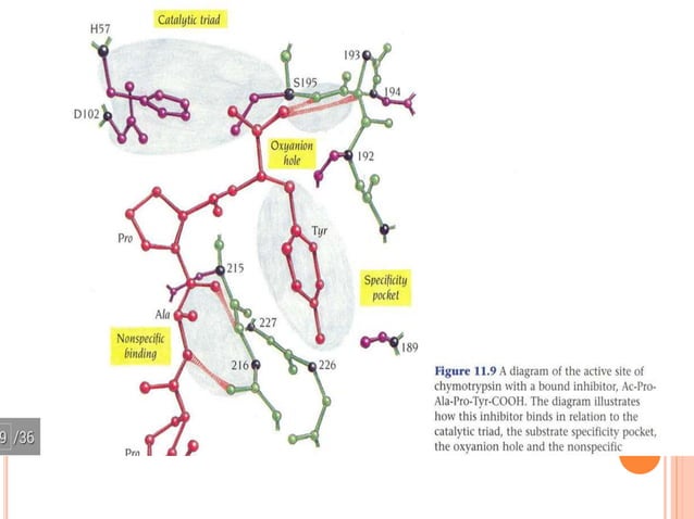 Enzymes and abzymes | PPT