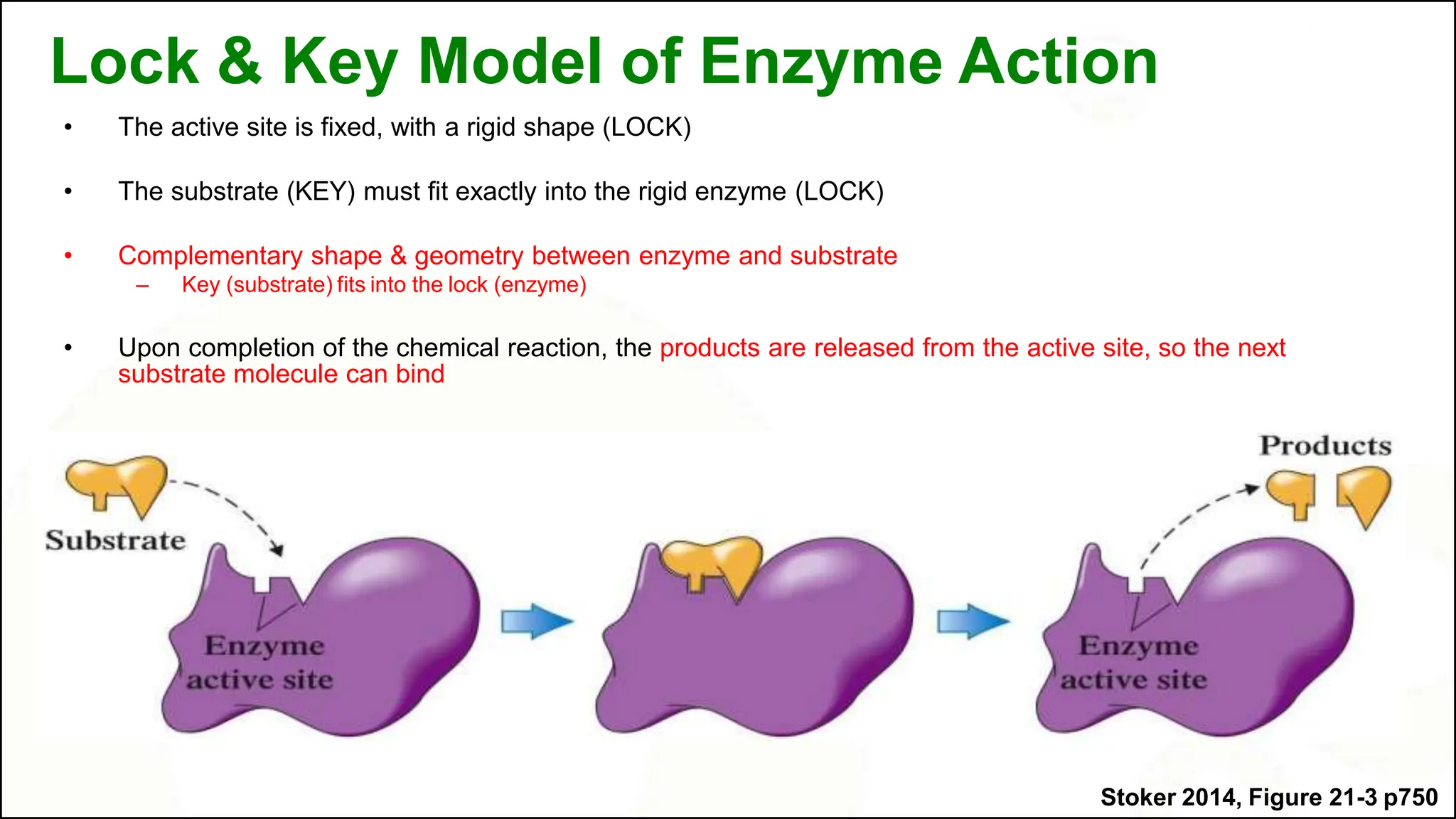 Biochemistry of Enzymes and Coenzymes.pptx