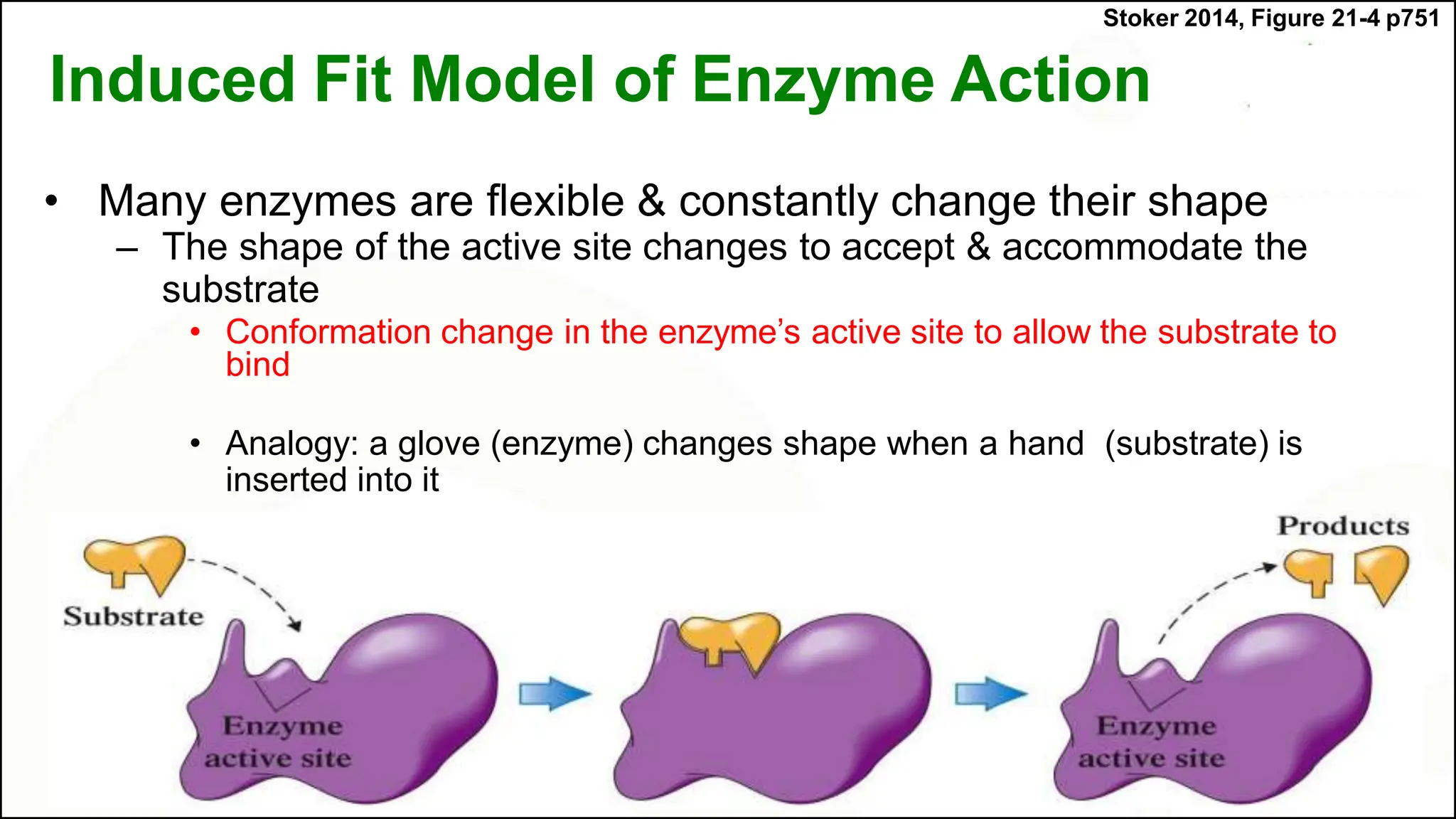 Biochemistry of Enzymes and Coenzymes.pptx