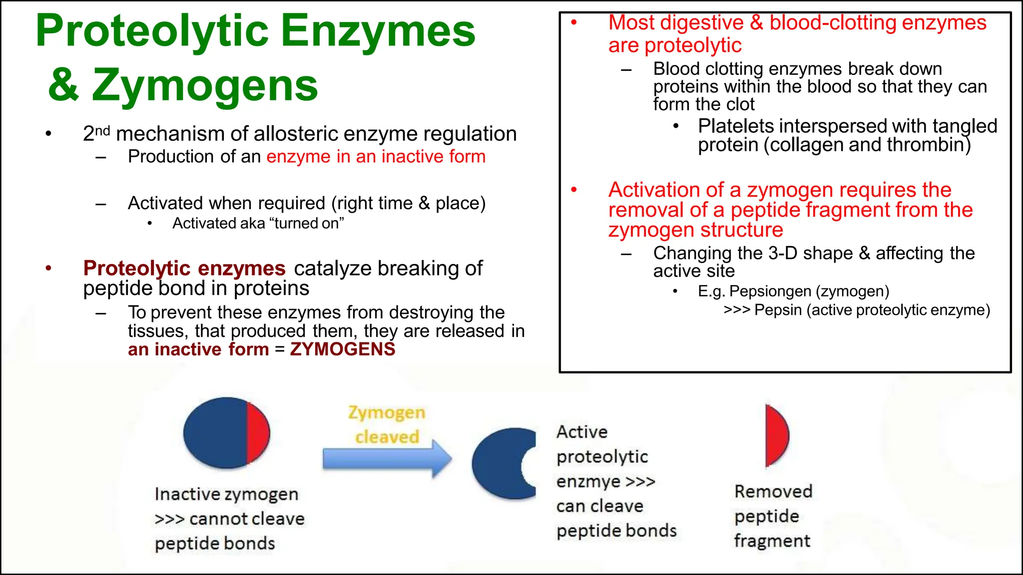 Biochemistry of Enzymes and Coenzymes.pptx
