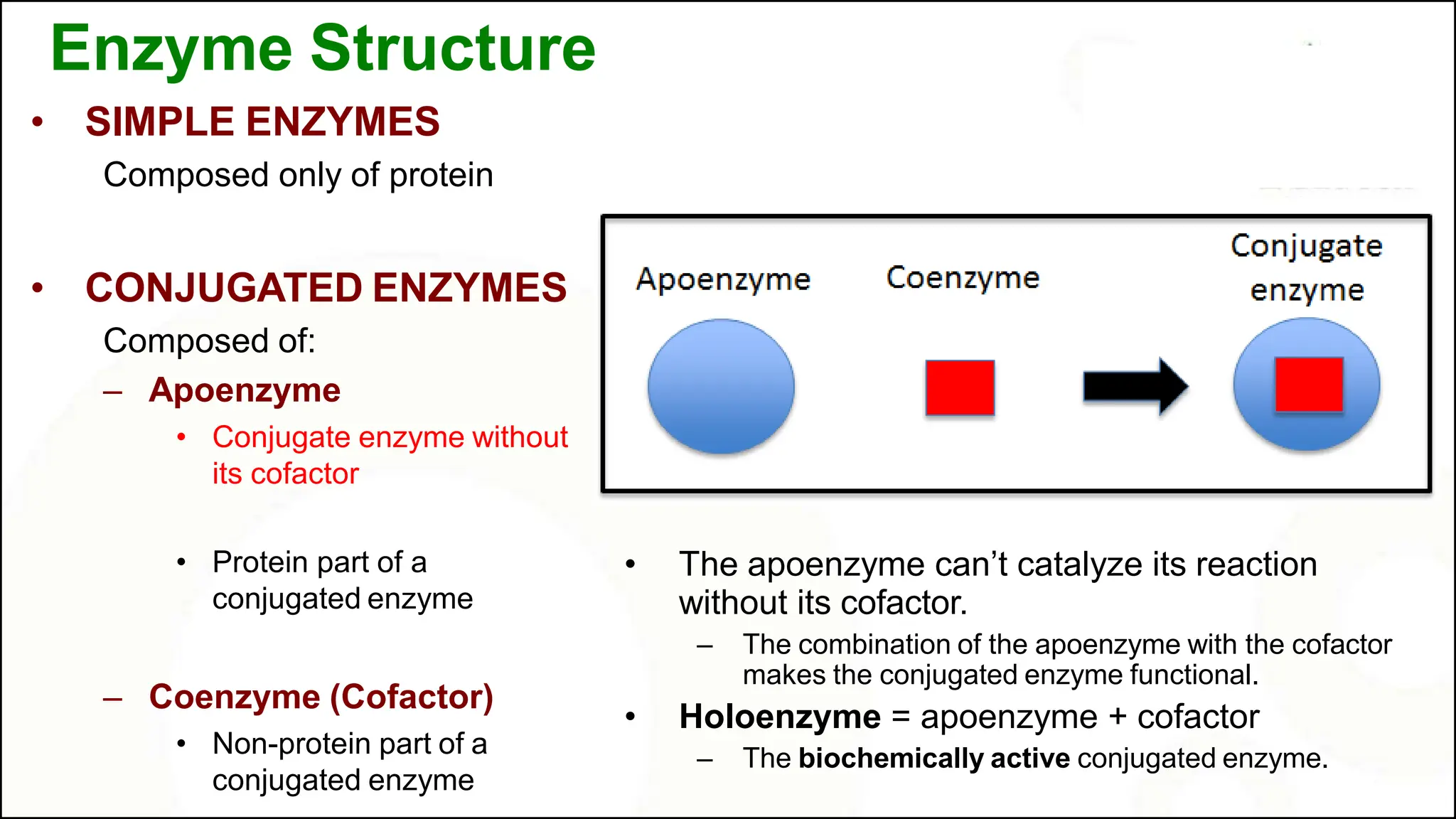 Biochemistry of Enzymes and Coenzymes.pptx