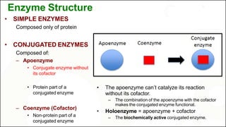 Biochemistry of Enzymes and Coenzymes.pptx