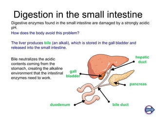 Enzymes and digestion2 | PPT