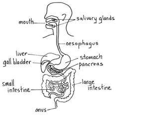 Enzymes and digestion2 | PPT