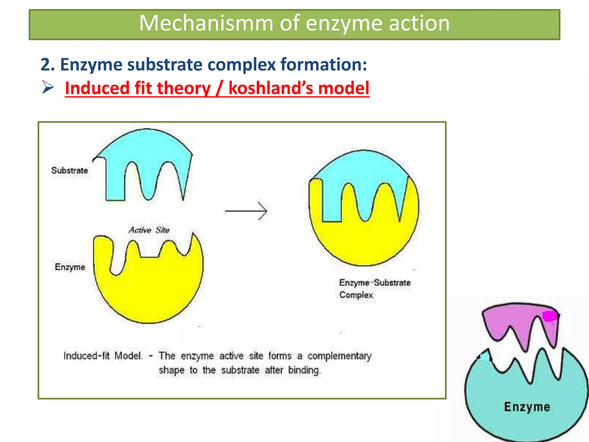 Enzymes and enzyme inhibition | PPTX | Chemistry | Science