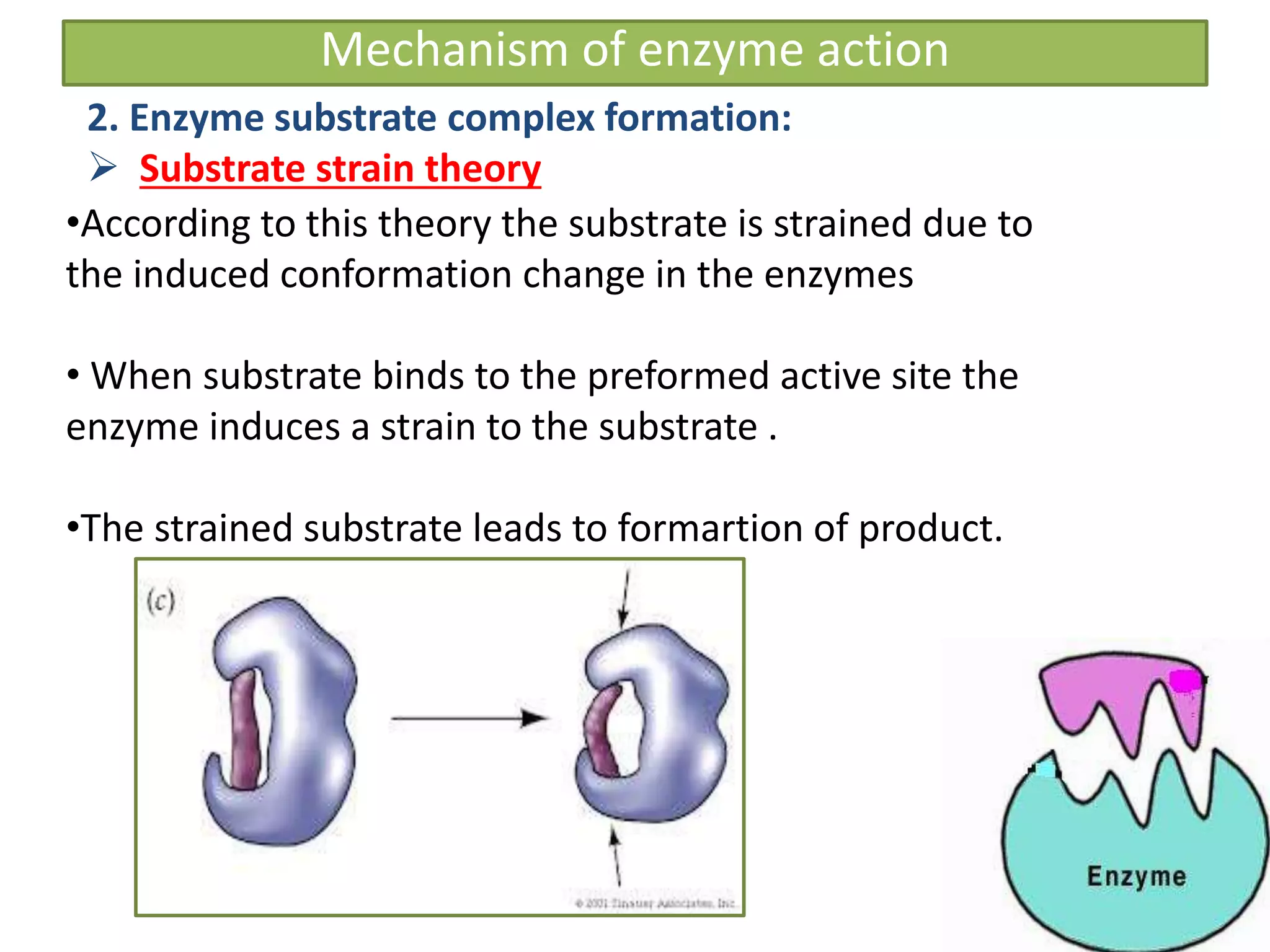 Enzymes and enzyme inhibition | PPTX