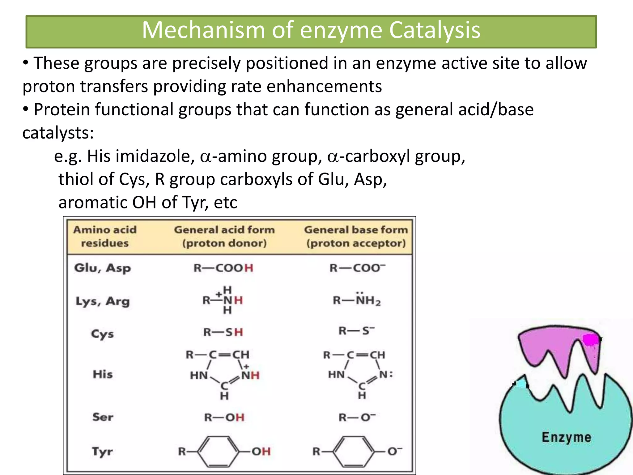Enzymes and enzyme inhibition | PPTX