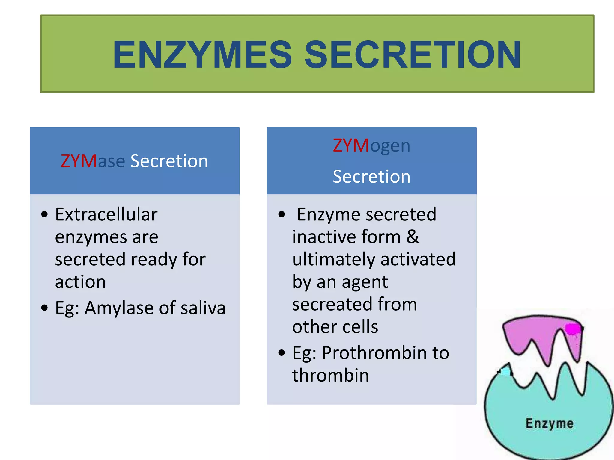 Enzymes and enzyme inhibition | PPTX | Chemistry | Science