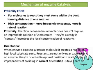 Enzymes and enzyme inhibition | PPTX