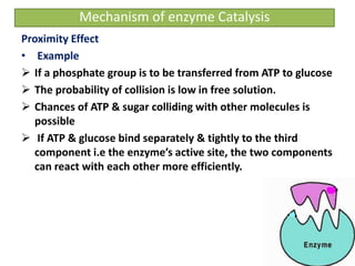 Enzymes and enzyme inhibition | PPTX