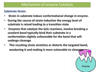 Enzymes and enzyme inhibition | PPTX