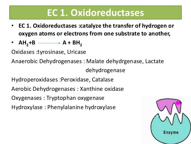 Enzymes and enzyme inhibition