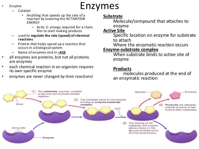 Enzymes and exo endo rxns