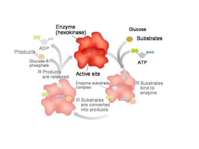 Enzymes and exo endo rxns