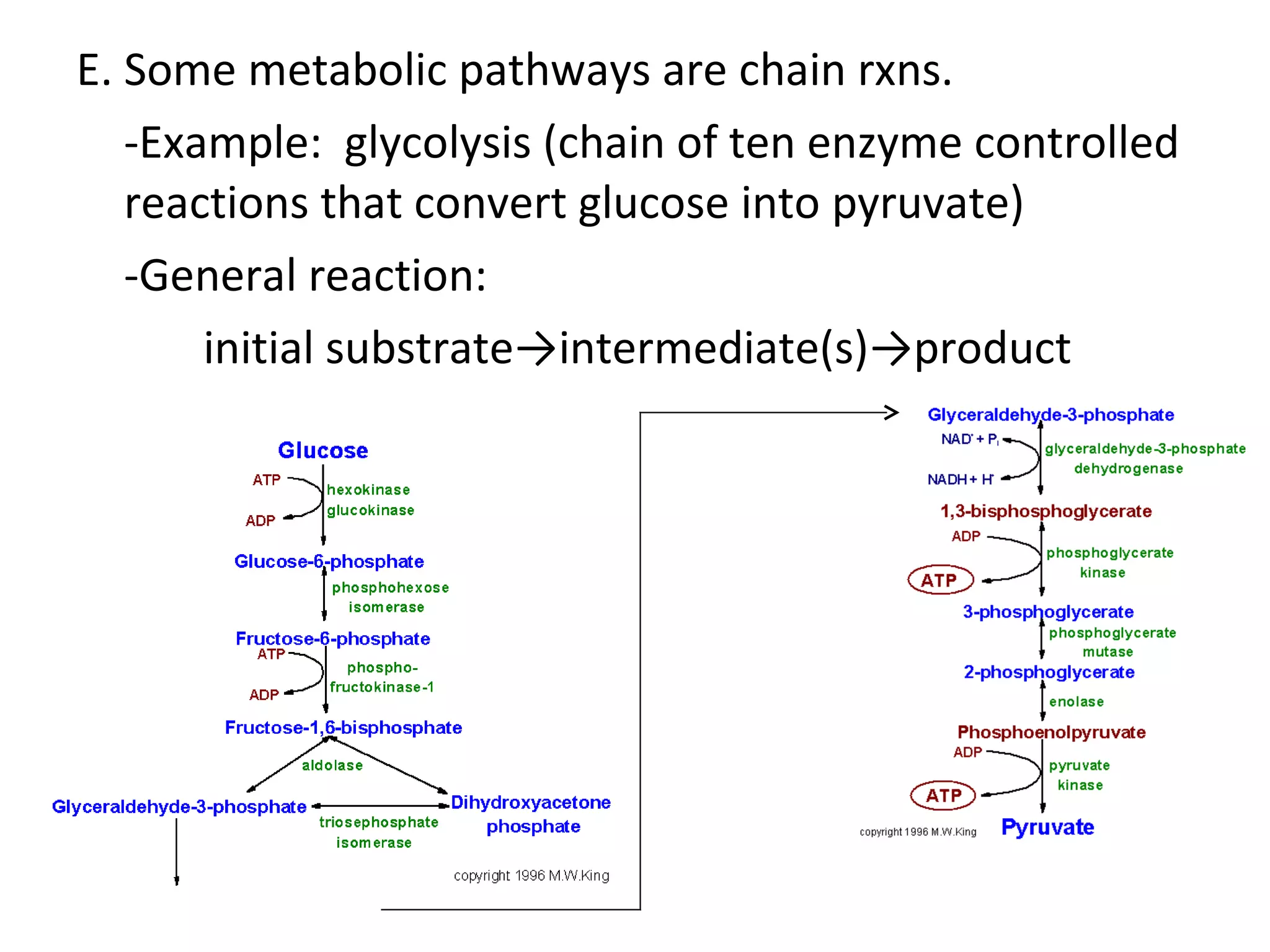 Enzymes and Proteins PowerPoint | PPT