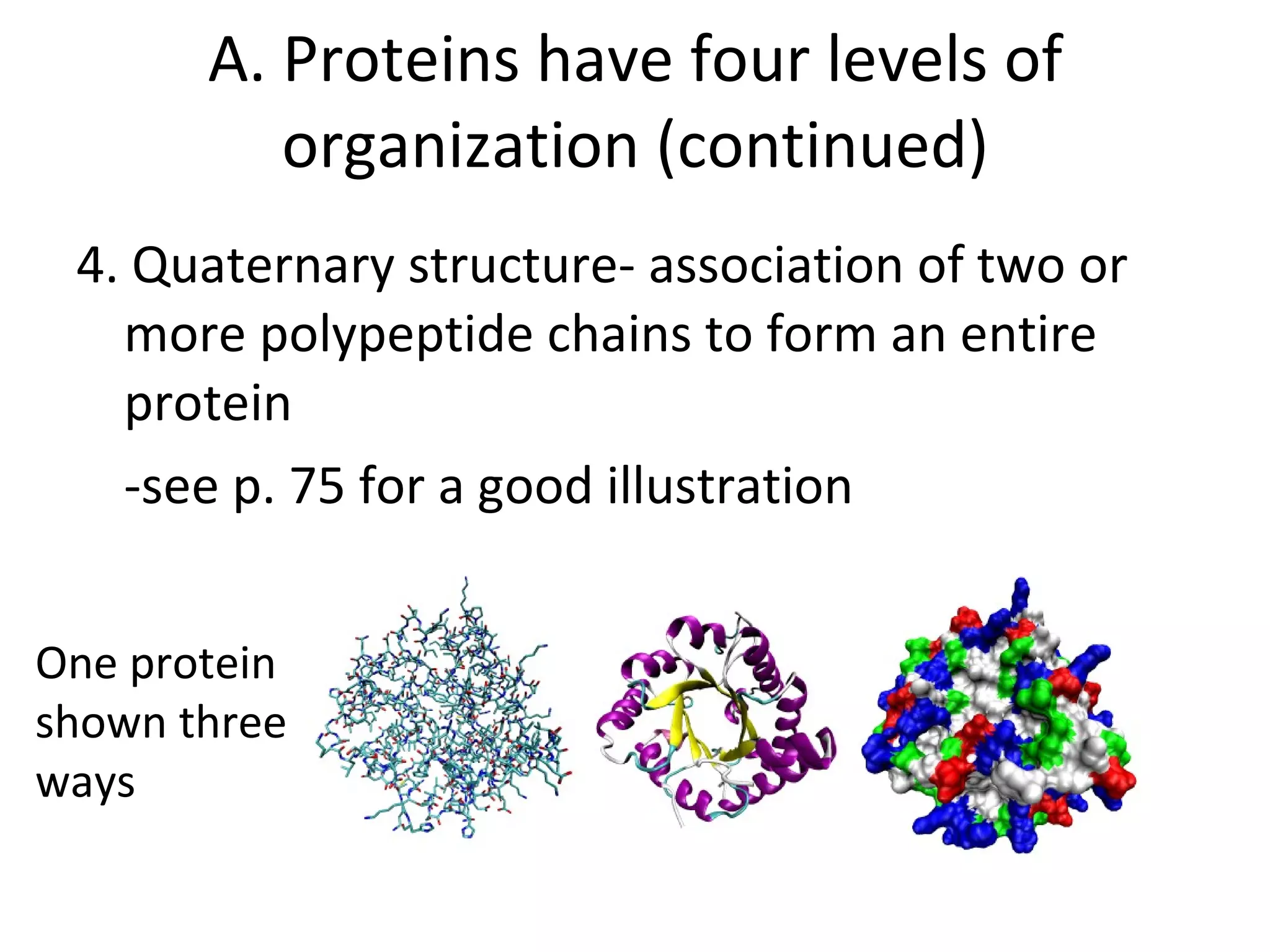 Enzymes and Proteins PowerPoint | PPT