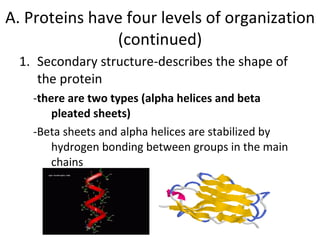 Enzymes and Proteins PowerPoint | PPT