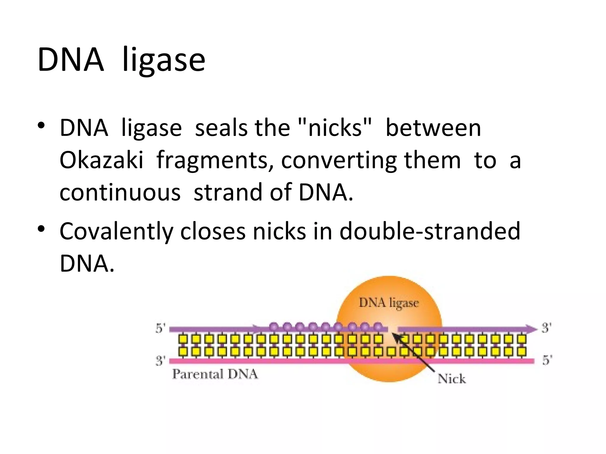 Enzymes and proteins in dna replication | PPT