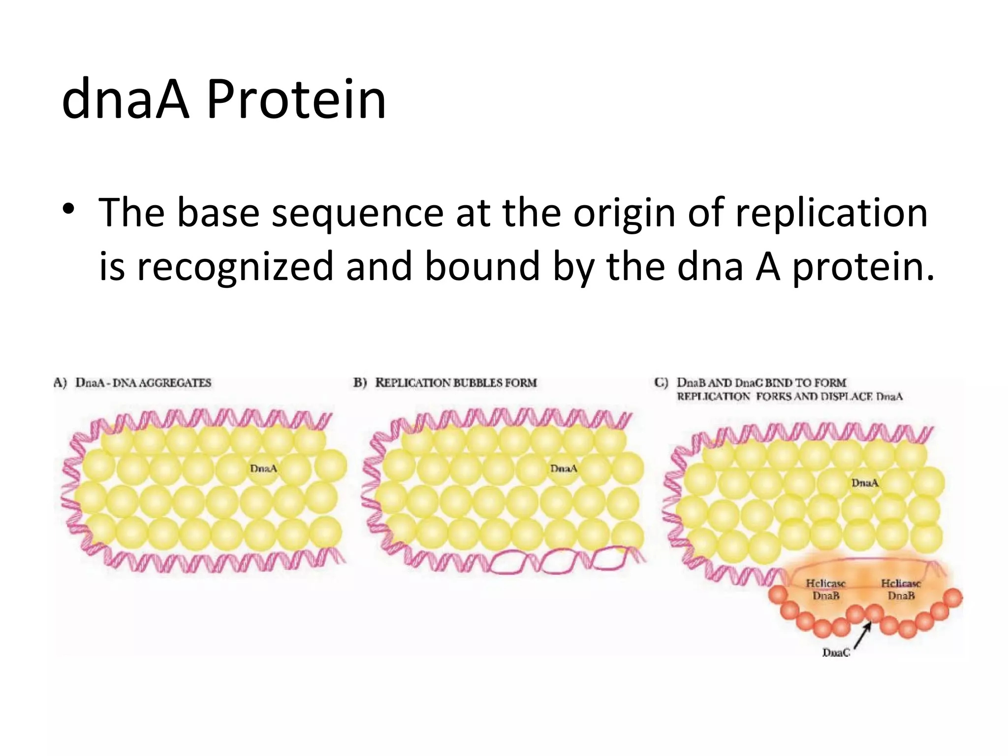 Enzymes and proteins in dna replication | PPT