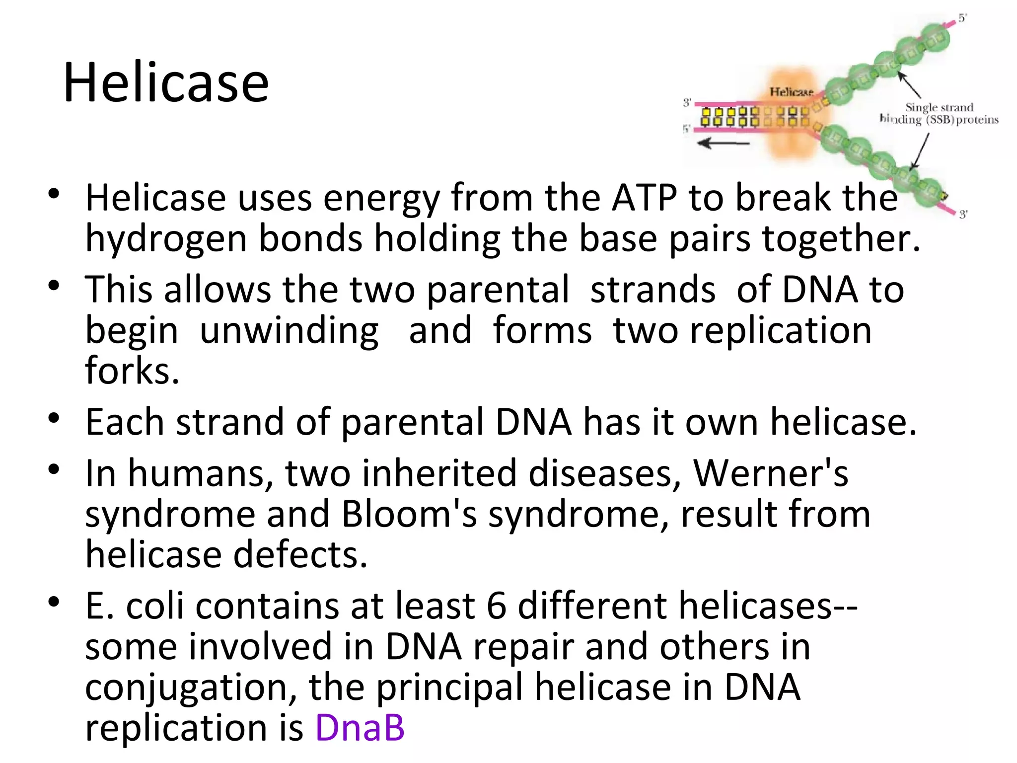 Enzymes and proteins in dna replication | PPT