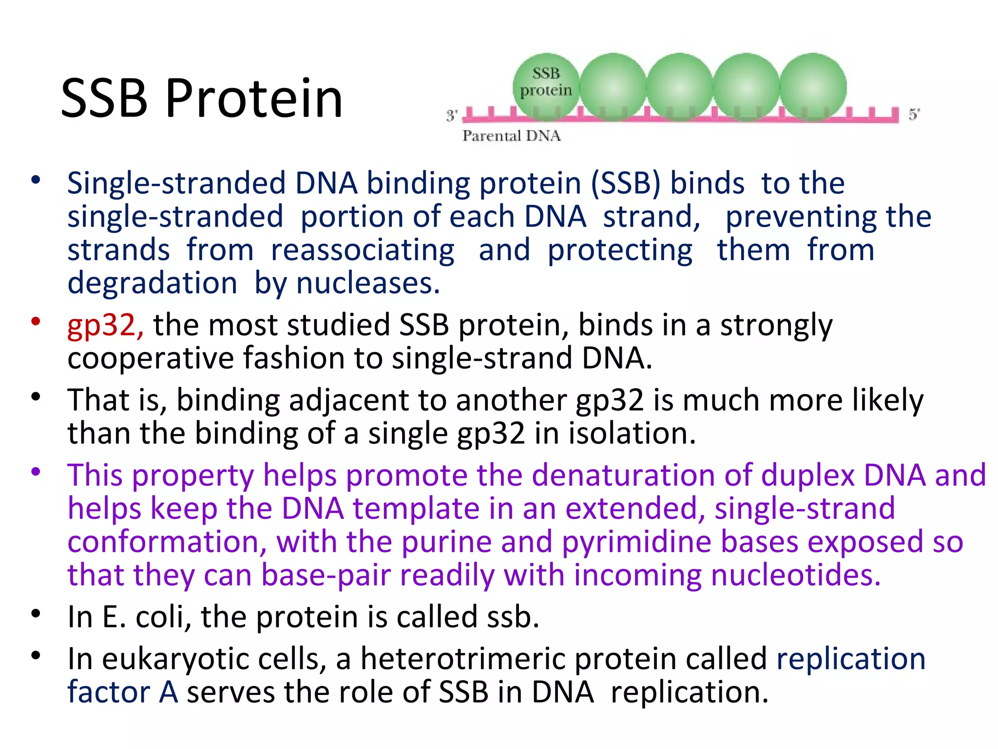 Enzymes and proteins in dna replication | PPT
