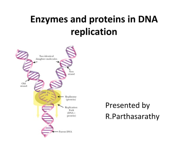 Enzymes and proteins in dna replication | PPT