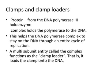 Enzymes and proteins in dna replication | PPT