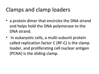 Enzymes and proteins in dna replication | PPT