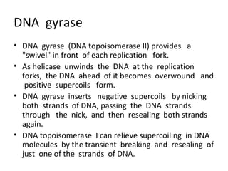 Enzymes and proteins in dna replication | PPT