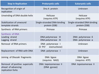 Enzymes and proteins in dna replication | PPT