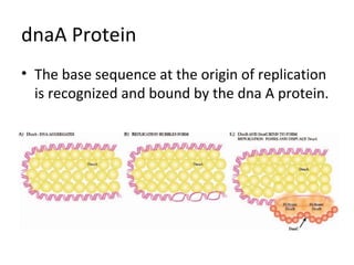 Enzymes and proteins in dna replication | PPT