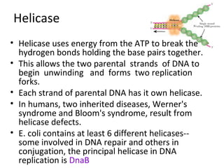 Enzymes and proteins in dna replication | PPT