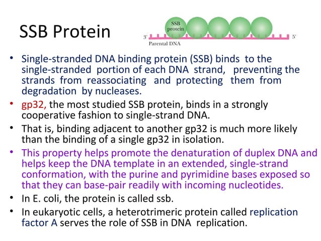 Enzymes and proteins in dna replication | PPT