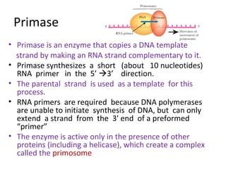 Enzymes and proteins in dna replication | PPT
