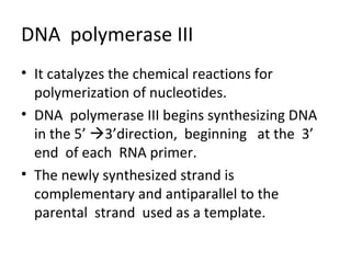 Enzymes and proteins in dna replication | PPT