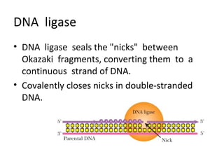 Dna Ligase Replication